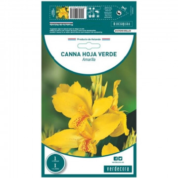 Comprar Bulbo canna hoja verde amarilla verdecora 1 ud - Verdecora