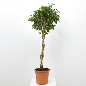 Comprar Ficus benjamina trenzado maceta 5 litros - Verdecora