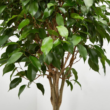 Comprar Ficus benjamina trenzado maceta 5 litros - Verdecora