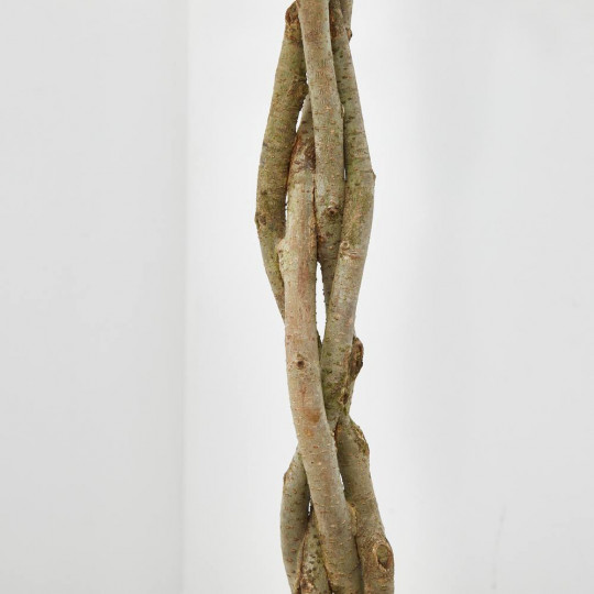 Comprar Ficus benjamina trenzado maceta 5 litros - Verdecora