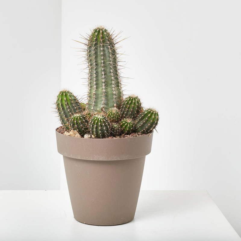 Comprar Cactus: Cactus con Flores, de Interior y más