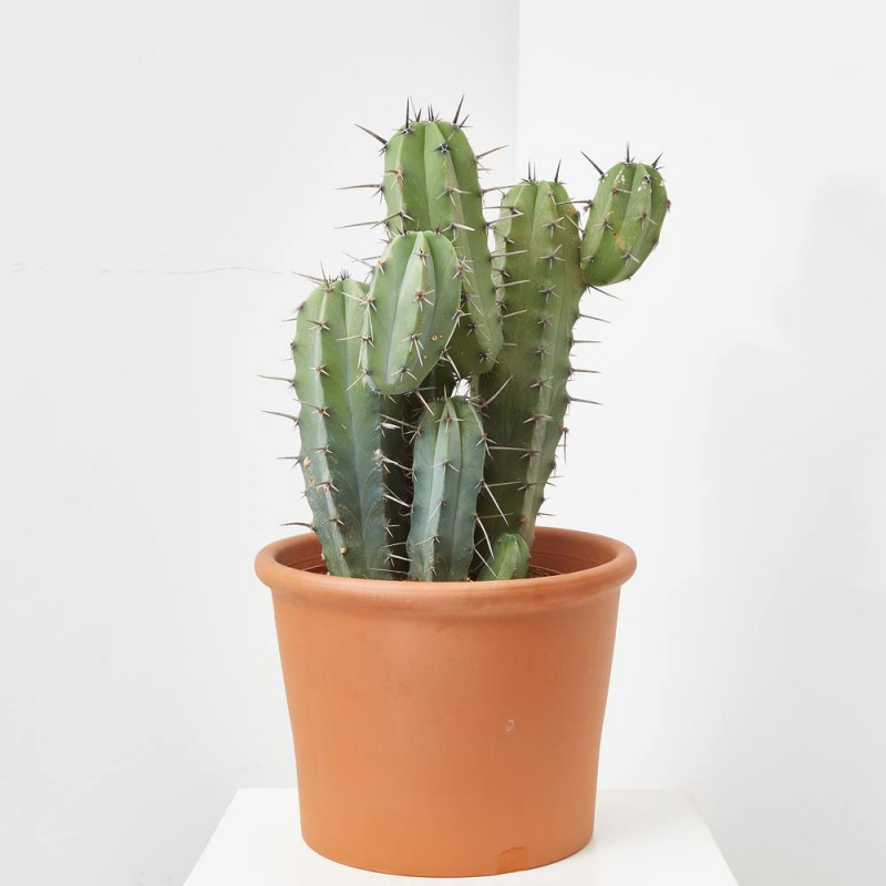 Cactus, Crasas y Productos de Cuidado | Verdecora (2) - Verdecora