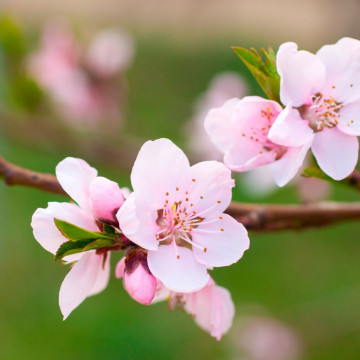 Comprar Almendro marcona maceta 10 litros - Verdecora