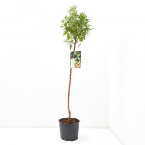 Comprar Almendro guara maceta 10 litros - Verdecora