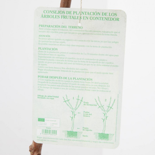 Comprar Almendro guara maceta 10 litros - Verdecora