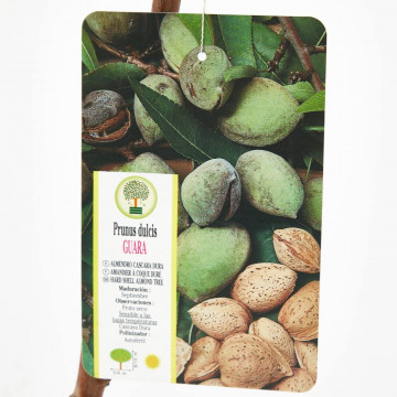 Comprar Almendro guara maceta 10 litros - Verdecora