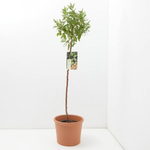 Comprar Almendro guara maceta 10 litros - Verdecora