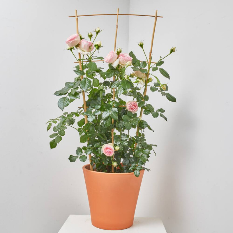 Rosal Trepador de Flores Grandes o Pequeñas