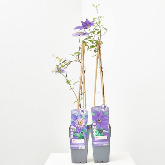 Comprar Planta Clematis | Planta Trepadora con Flor - Verdecora