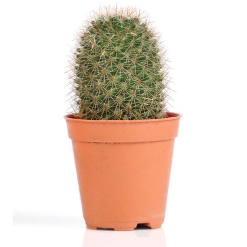 Comprar Cactus - surtido variado Maceta 9cm - Verdecora