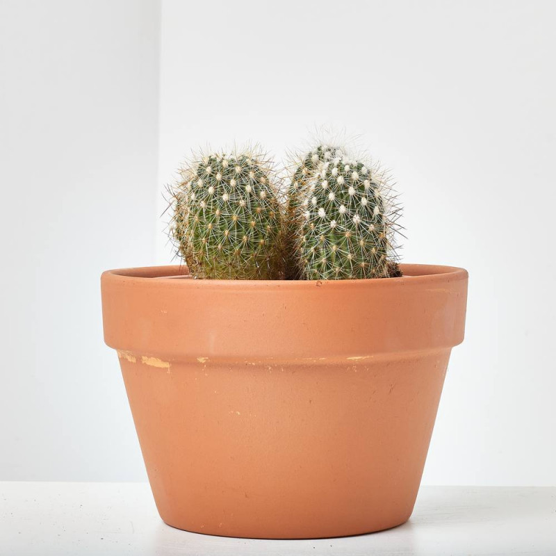 Comprar Cactus - surtido variado Maceta 17cm - Verdecora