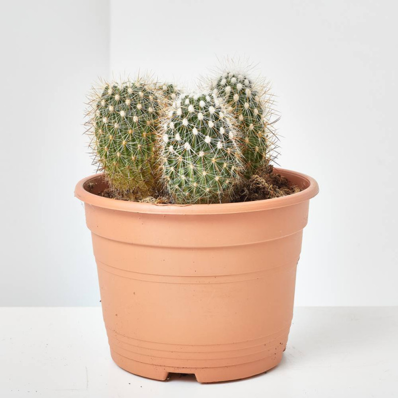 Comprar Cactus - surtido variado Maceta 17cm - Verdecora