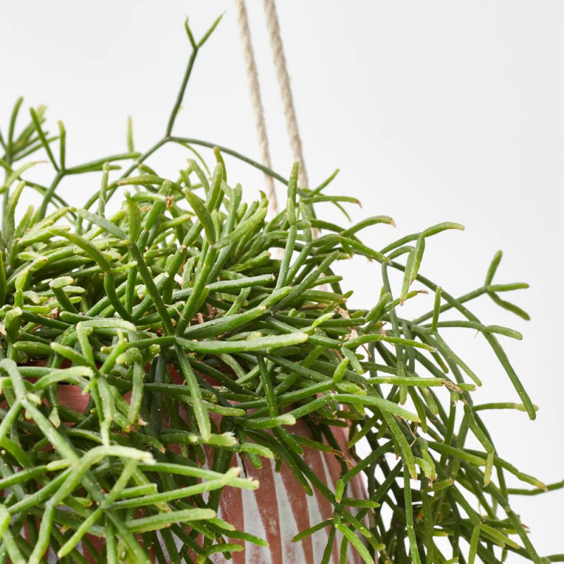 Comprar Cactus colgante Maceta 15cm - Verdecora