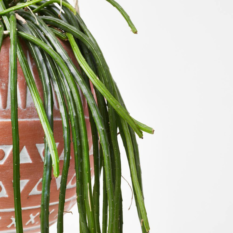 Comprar Cactus colgante Maceta 15cm - Verdecora