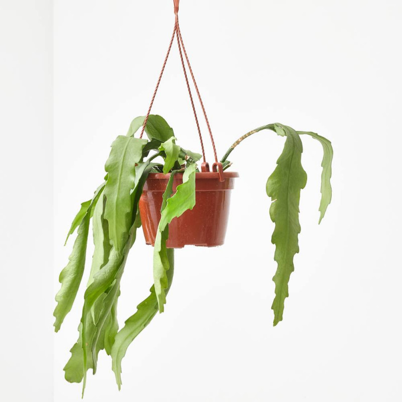 Comprar Cactus colgante Maceta 15cm - Verdecora