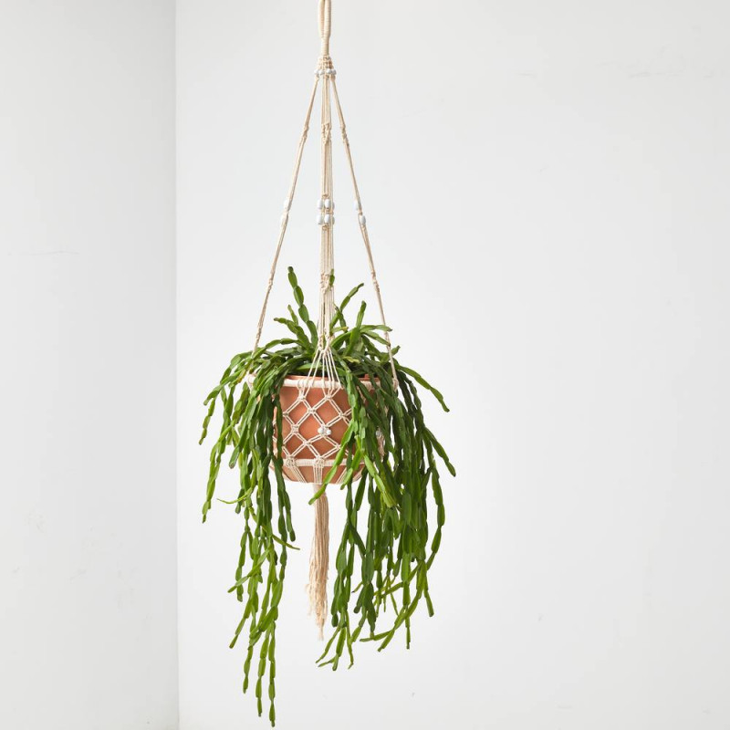 Comprar Cactus colgante Maceta 19cm - Verdecora