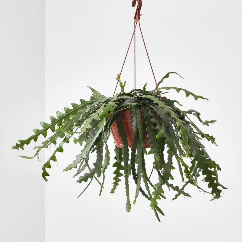 Comprar Cactus colgante Maceta 19cm - Verdecora
