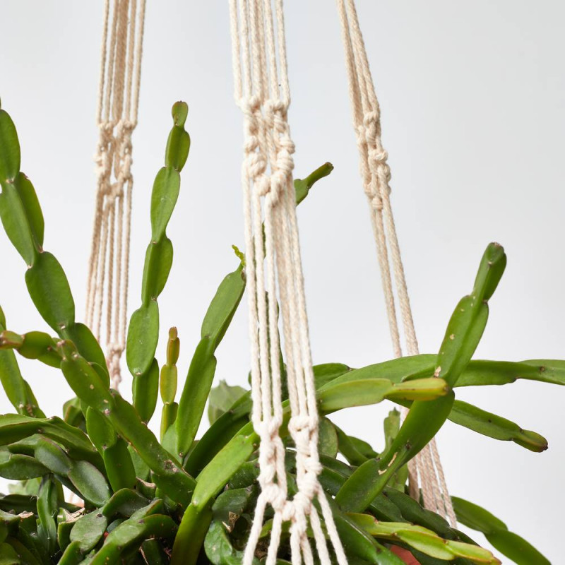 Comprar Cactus colgante Maceta 19cm - Verdecora