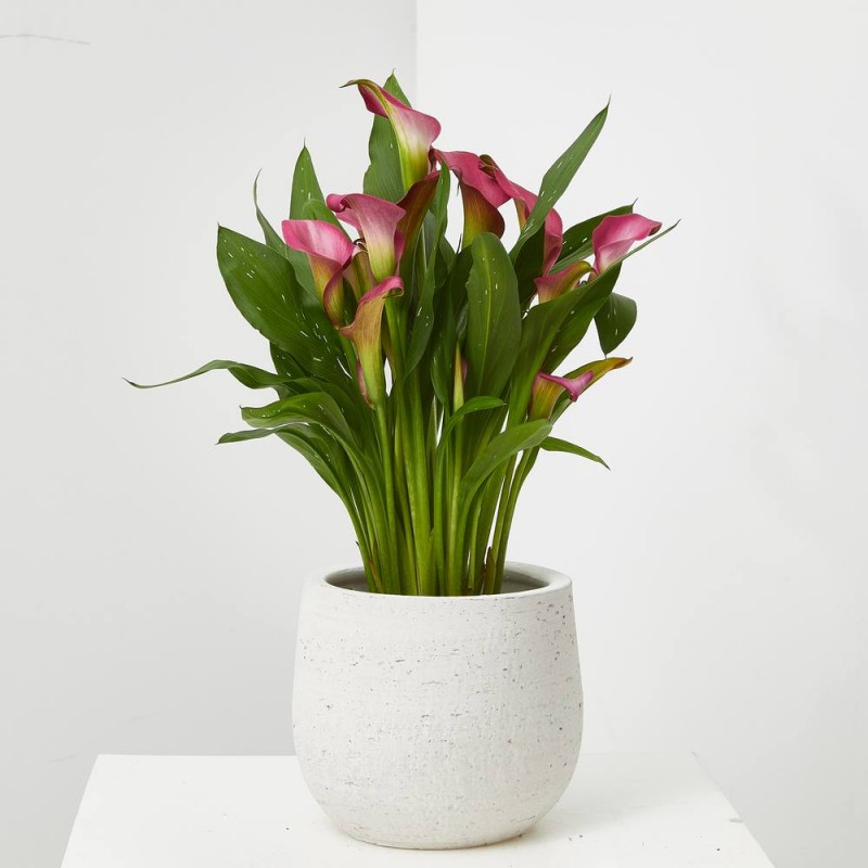 Comprar Cala colores Maceta 12cm - Verdecora