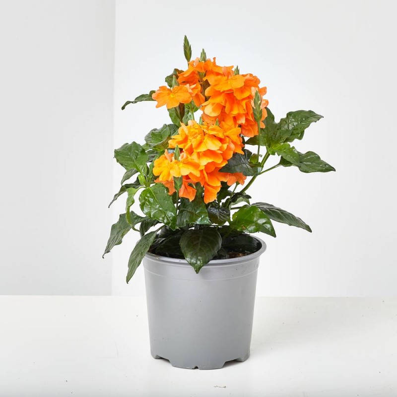 crossandra-de-exterior-m-13.jpg