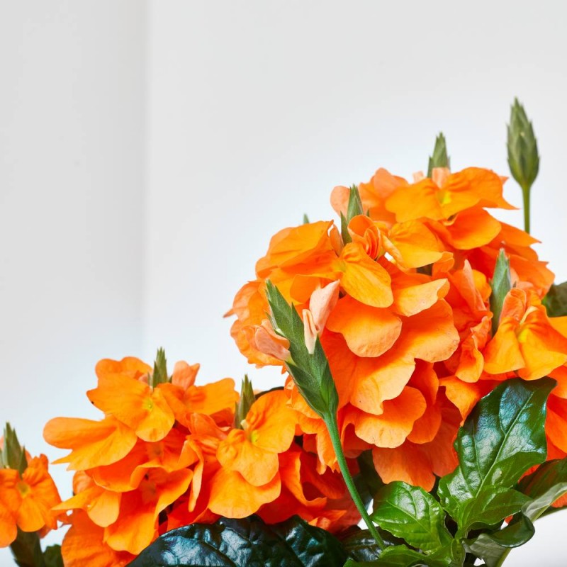 crossandra-de-exterior-m-13.jpg