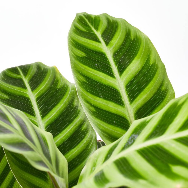 calathea-zabrina-m-12.jpg
