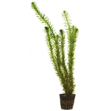 1 de 0