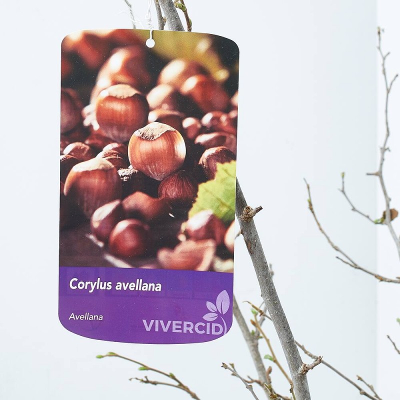Comprar Avellano Maceta 10 litros - Verdecora
