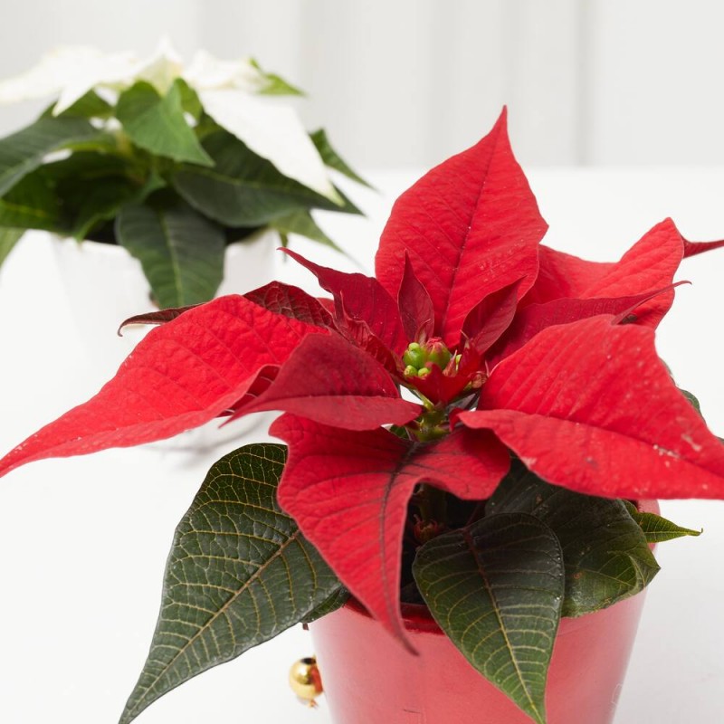 Fotos De La Flor De Pascua Poinsettias: Flor De Pascua