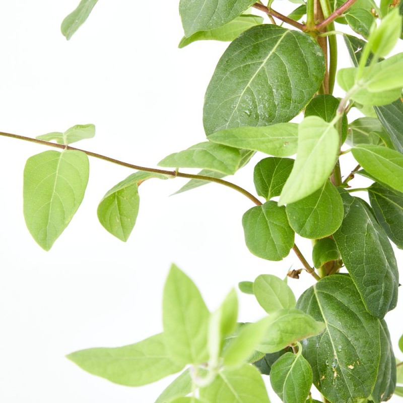 pandorea-jasminoides-3l.jpg