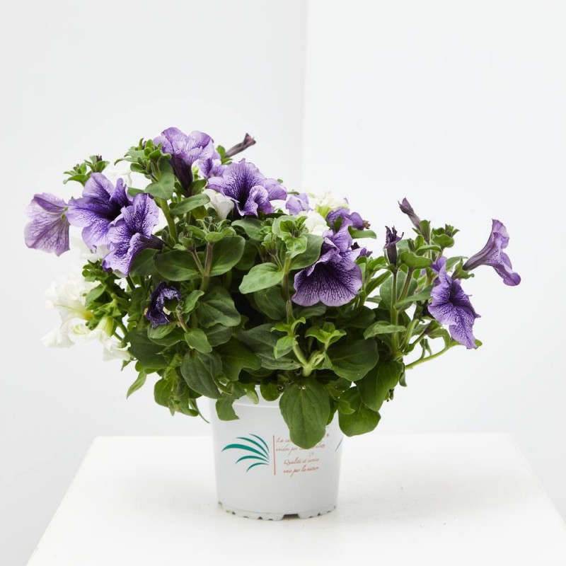 Comprar Petunia Maceta 15cm - Verdecora