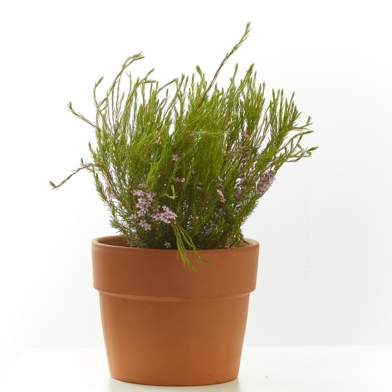 diosma-3l.jpg