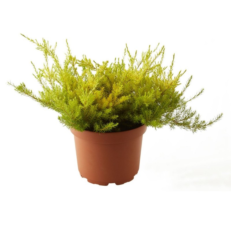 diosma-3l.jpg